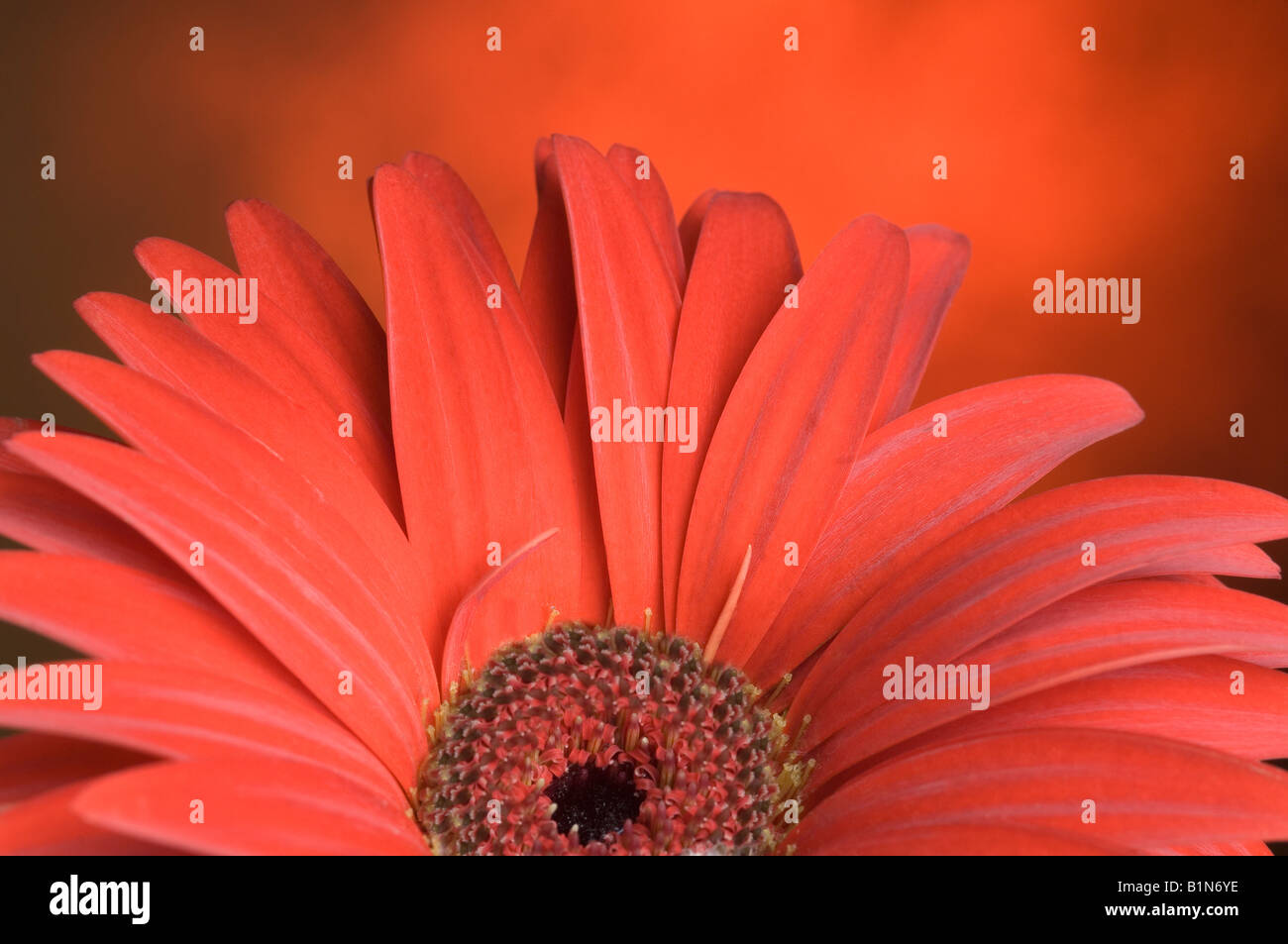 Marguerite rouge Banque de photographies et d’images à haute résolution ...