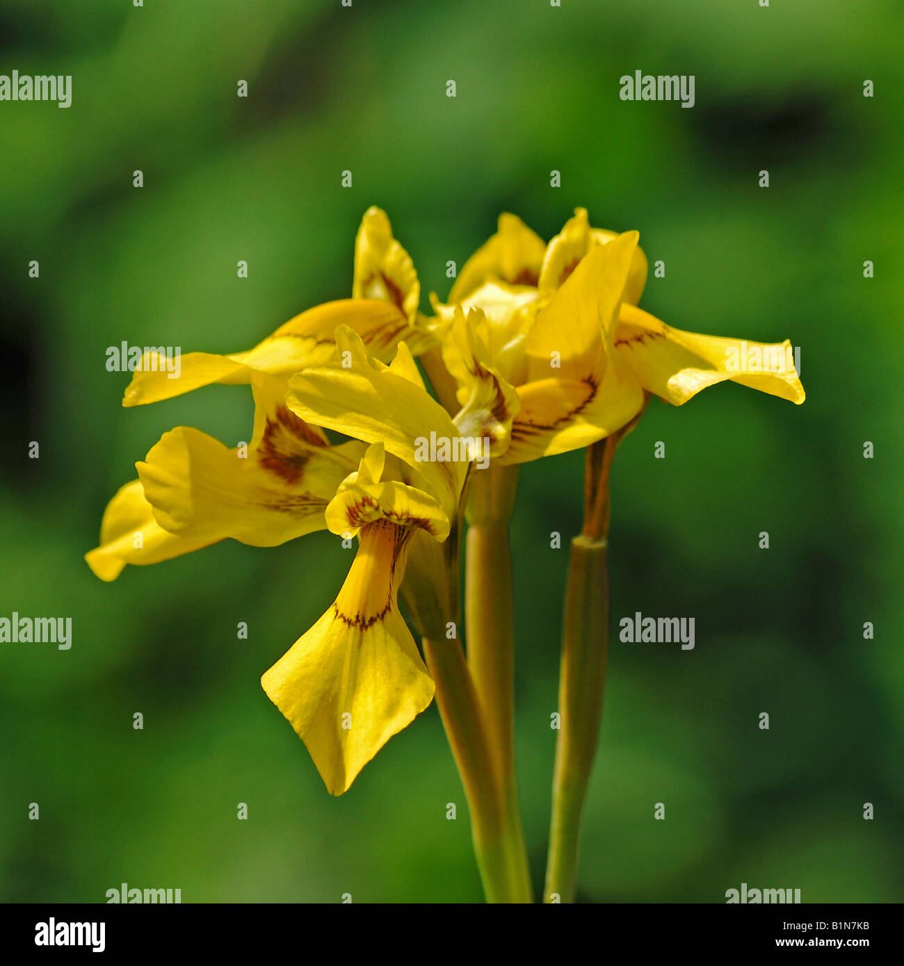 Moraea huttonii Banque de photographies et d’images à haute résolution ...