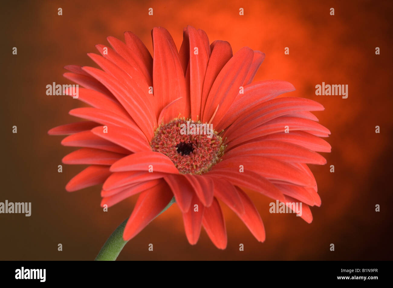 Marguerite rouge Banque de photographies et d’images à haute résolution ...