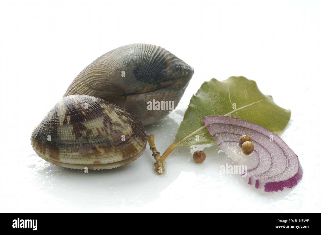 Coquillages et coques Banque d'images détourées - Alamy