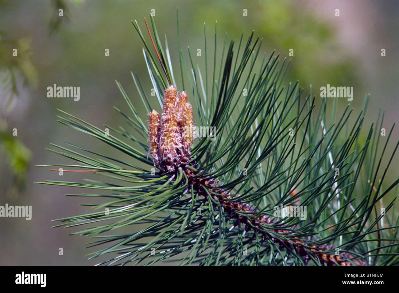 Pinus sylvestris cone Banque de photographies et d’images à haute ...