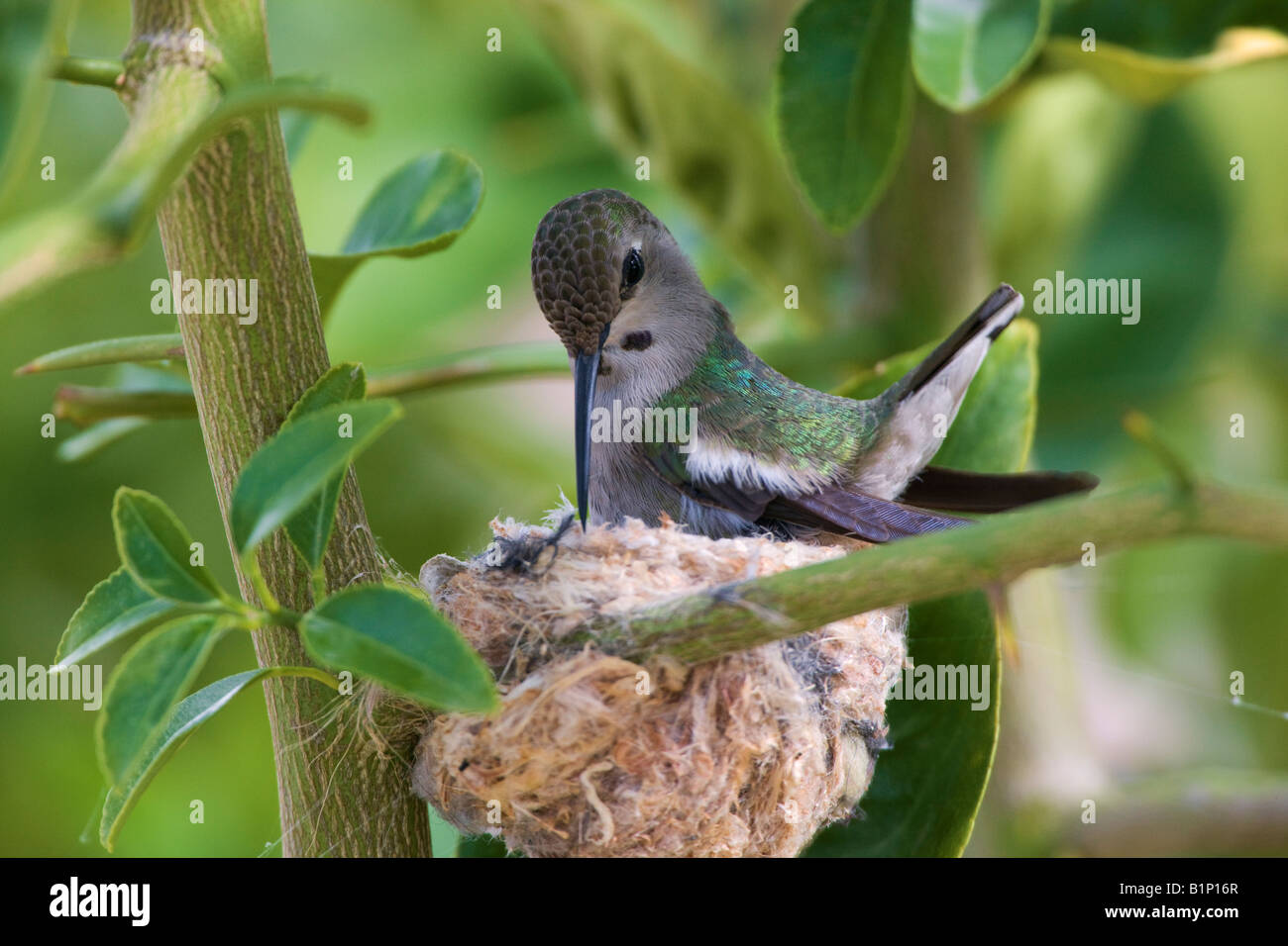 Nid de colibris Banque de photographies et d’images à haute résolution ...