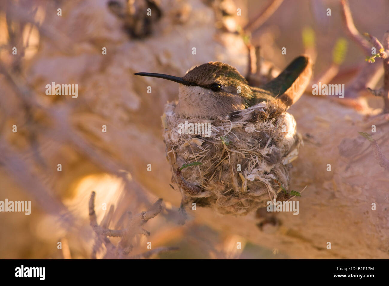 Nid de colibris Banque de photographies et d’images à haute résolution ...