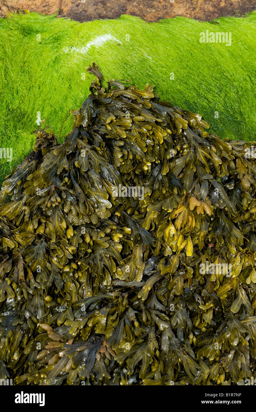 Bladder fucus Banque de photographies et d’images à haute résolution ...