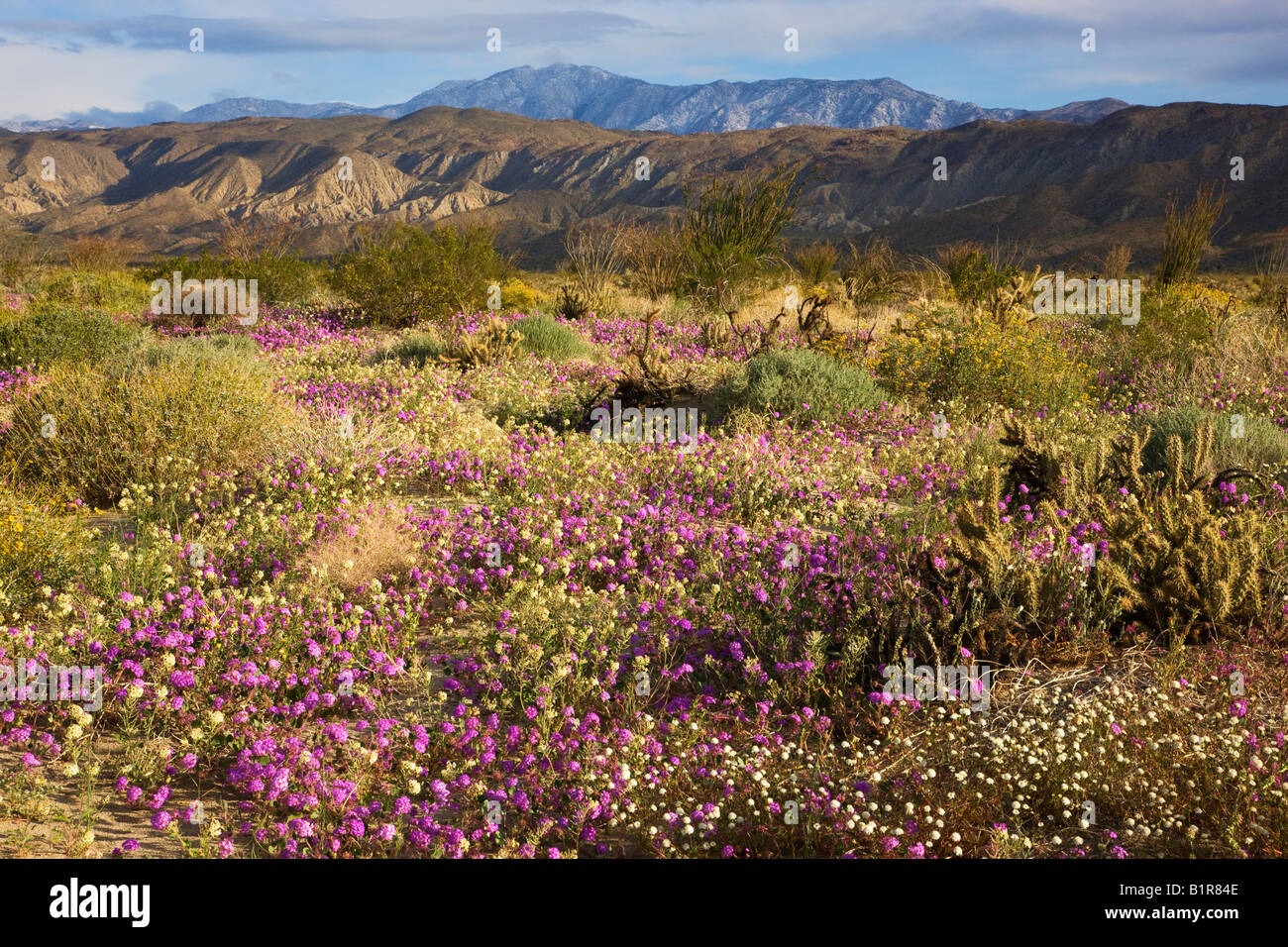 Fleurs sauvages dans Henderson Canyon Anza Borrego Desert State Park en ...