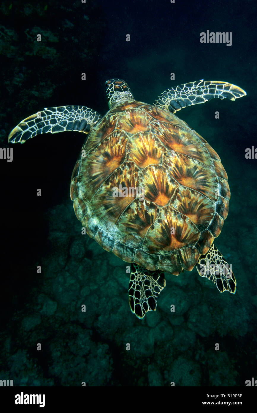 Chelonia mydas mydas Banque de photographies et d’images à haute ...
