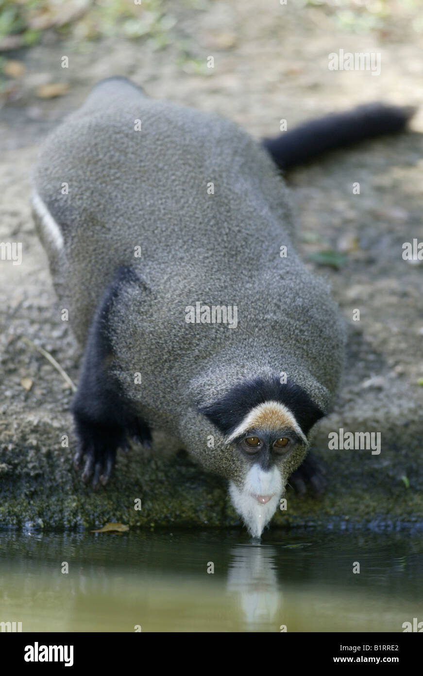 Cercopithecus neglectus Banque de photographies et d’images à haute ...