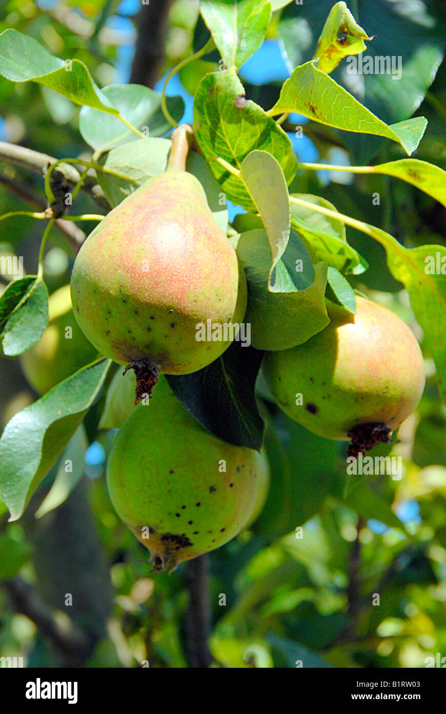 Pears tree Banque de photographies et d’images à haute résolution - Alamy