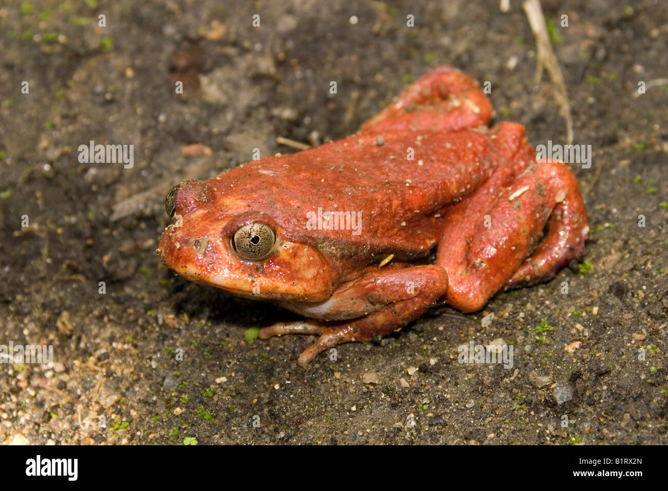La grenouille tomate ou Crapaud Rouge de Madagascar (Dyscophus ...