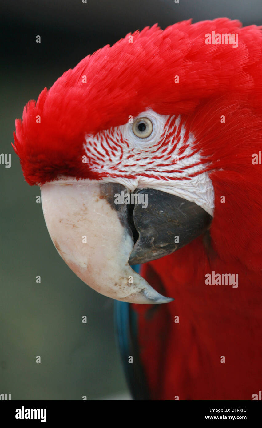 Aras macaws Banque de photographies et d’images à haute résolution - Alamy