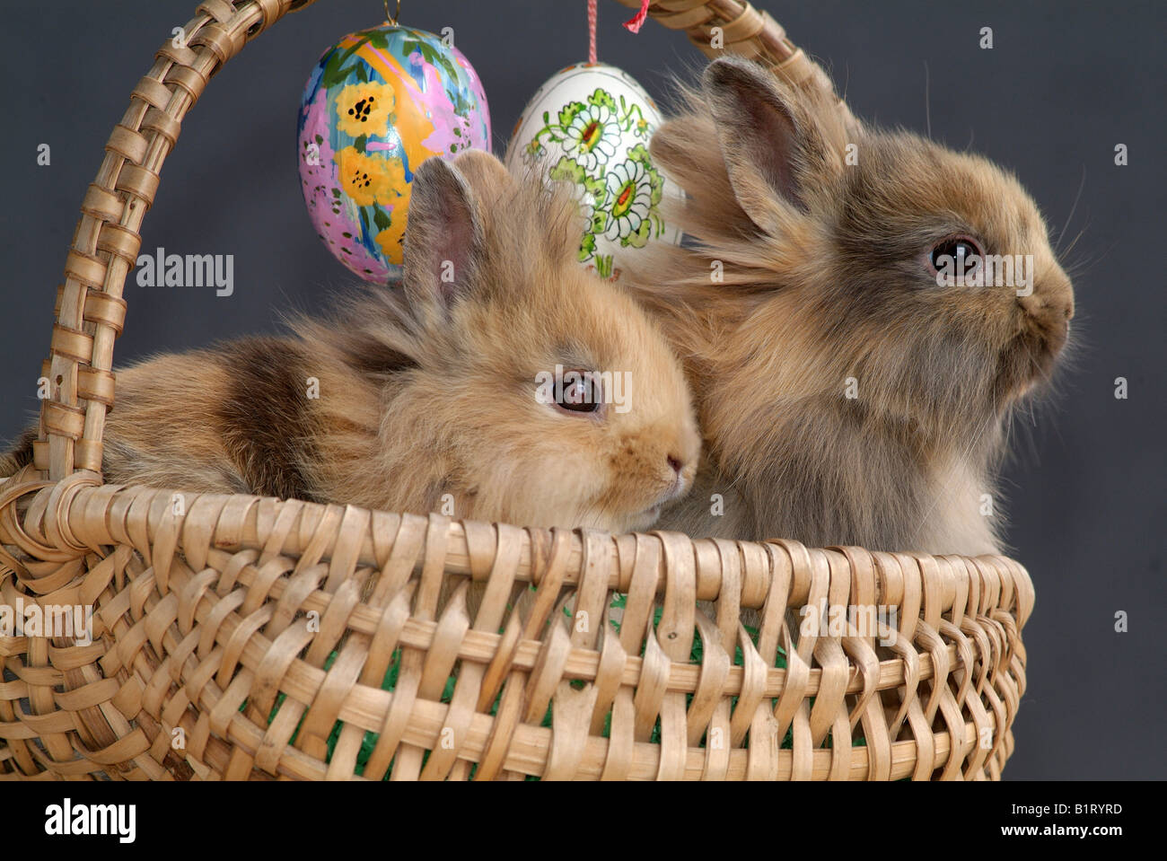 Pygmy rabbits Banque de photographies et d’images à haute résolution ...
