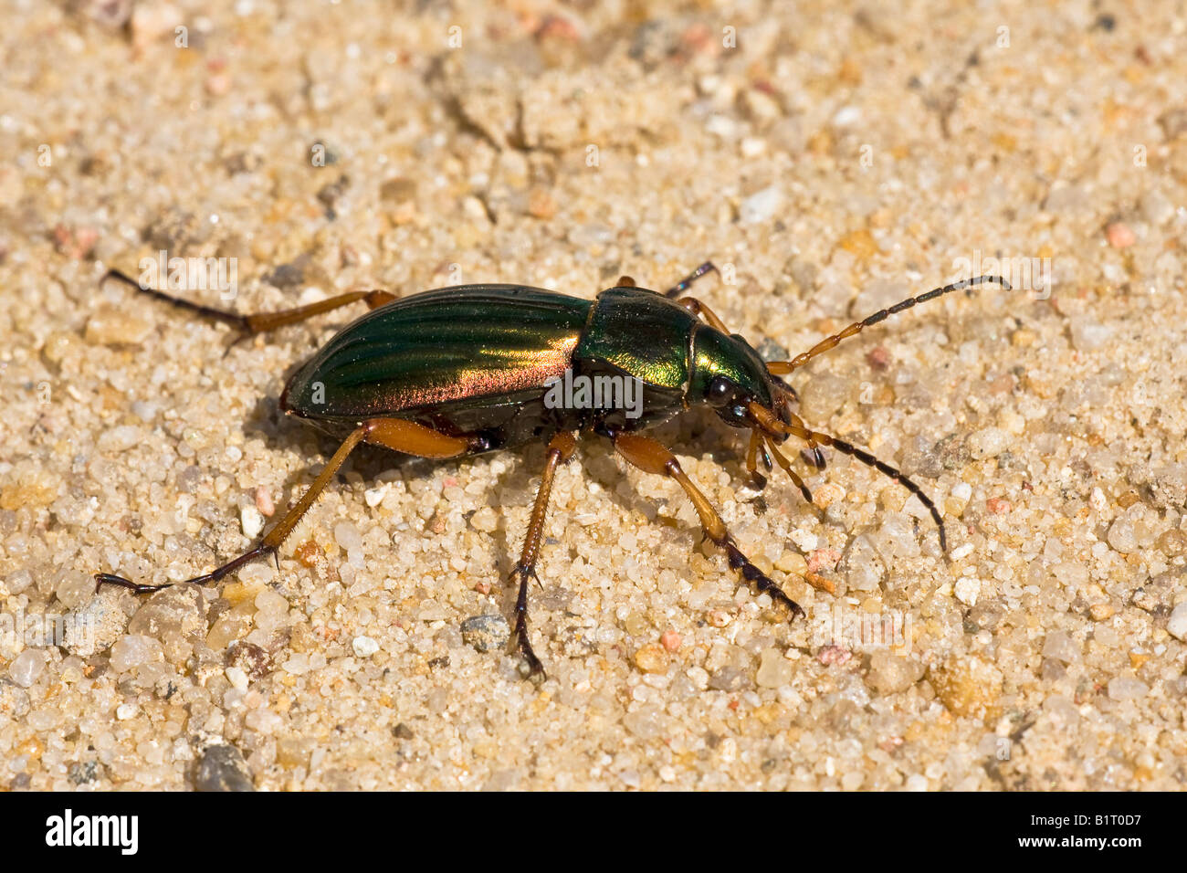 Scarabée doré Banque de photographies et d’images à haute résolution ...