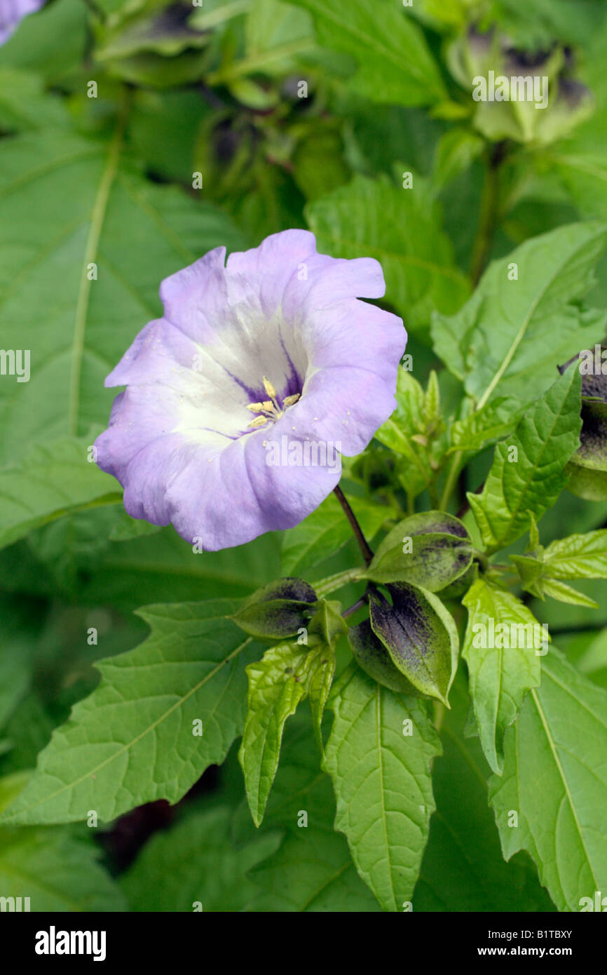 Nicandra physaloides Banque de photographies et d’images à haute ...