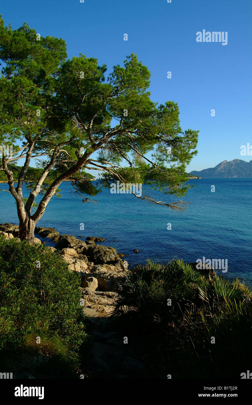 Sur la mer Méditerranée, de la mer, arbres, mer bleue, ciel bleu, bleu ...