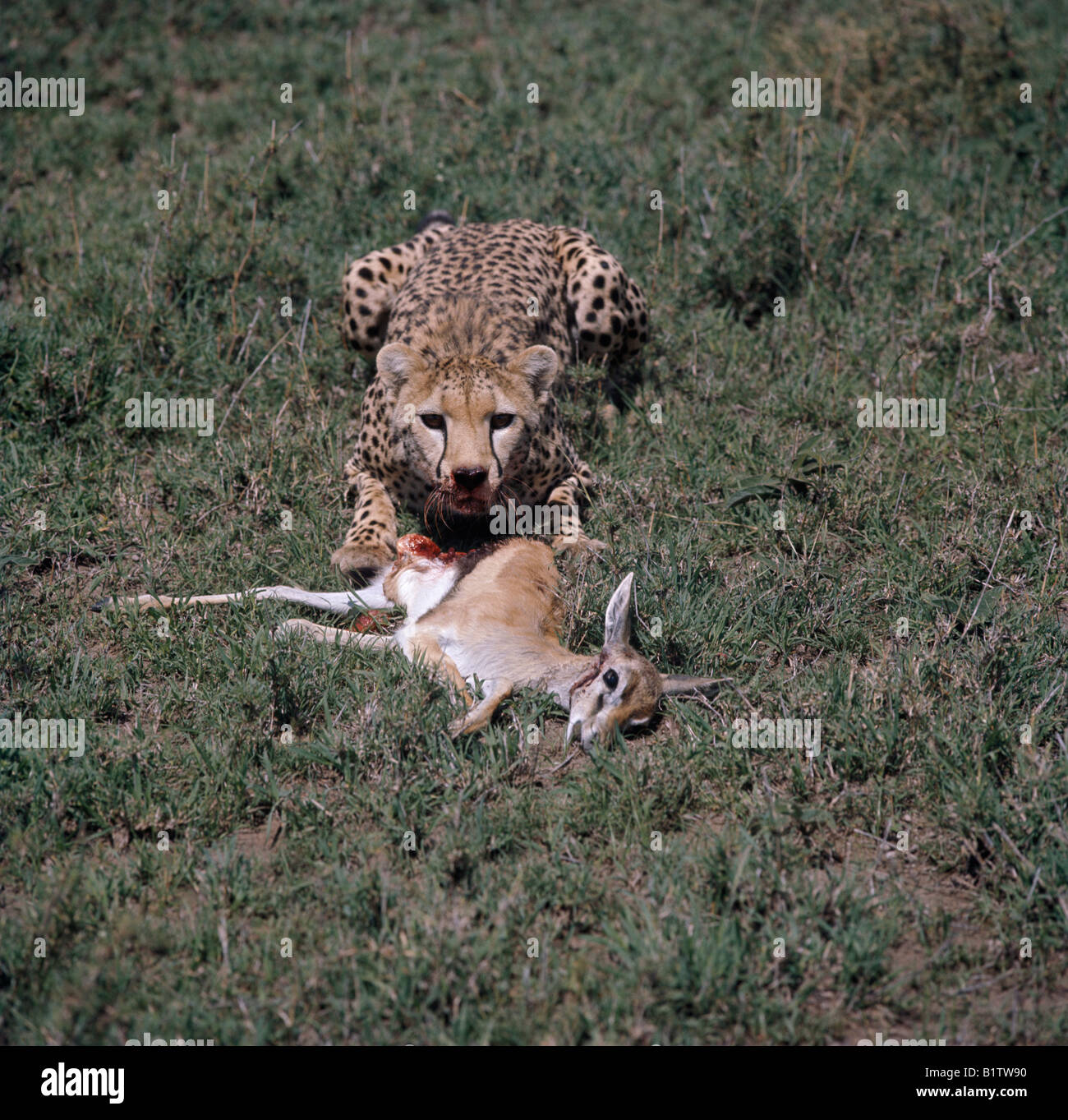 Mammifère, le guépard, avec les proies, la Gazelle de Thompshon ...