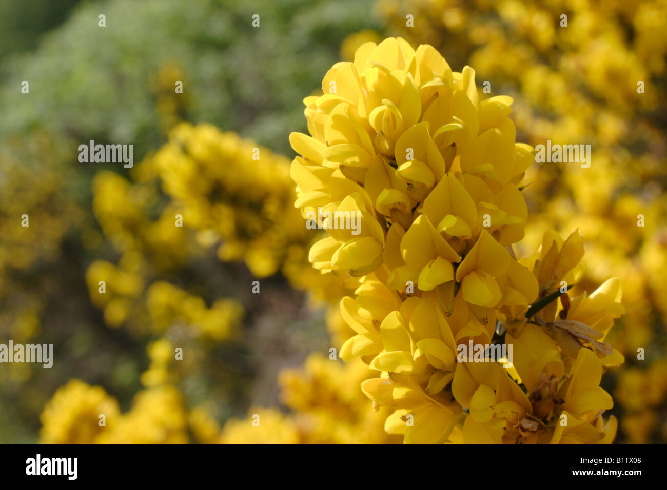 Ajonc en fleurs Banque d'image et photos - Alamy