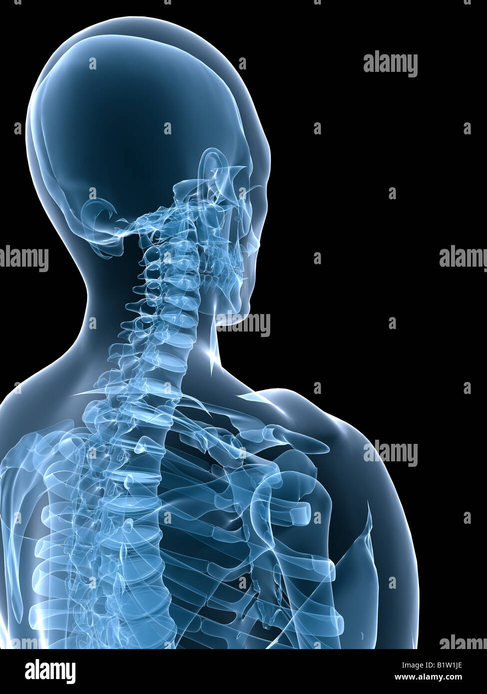 Anatomie du dos humain Banque de photographies et d’images à haute ...