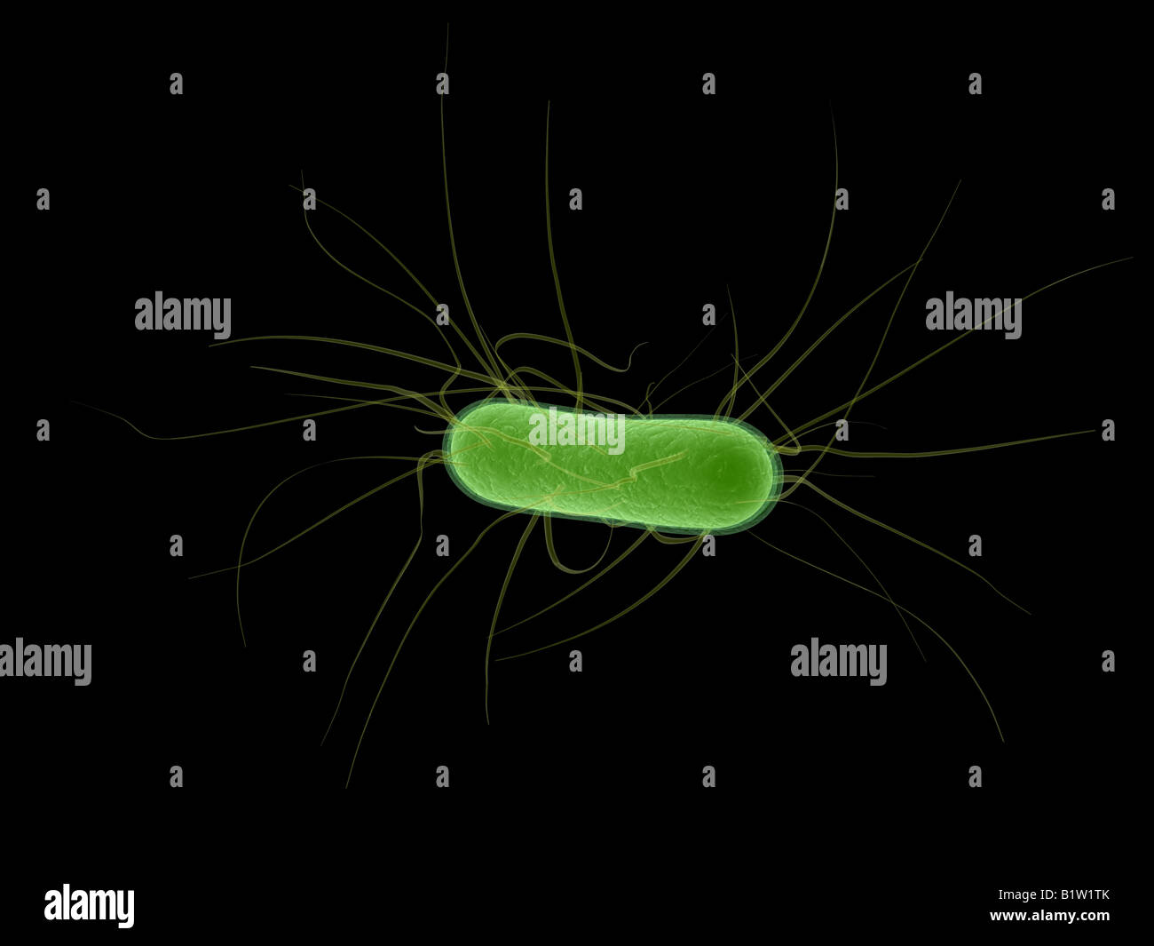 Bactérie e coli Banque de photographies et d’images à haute résolution ...