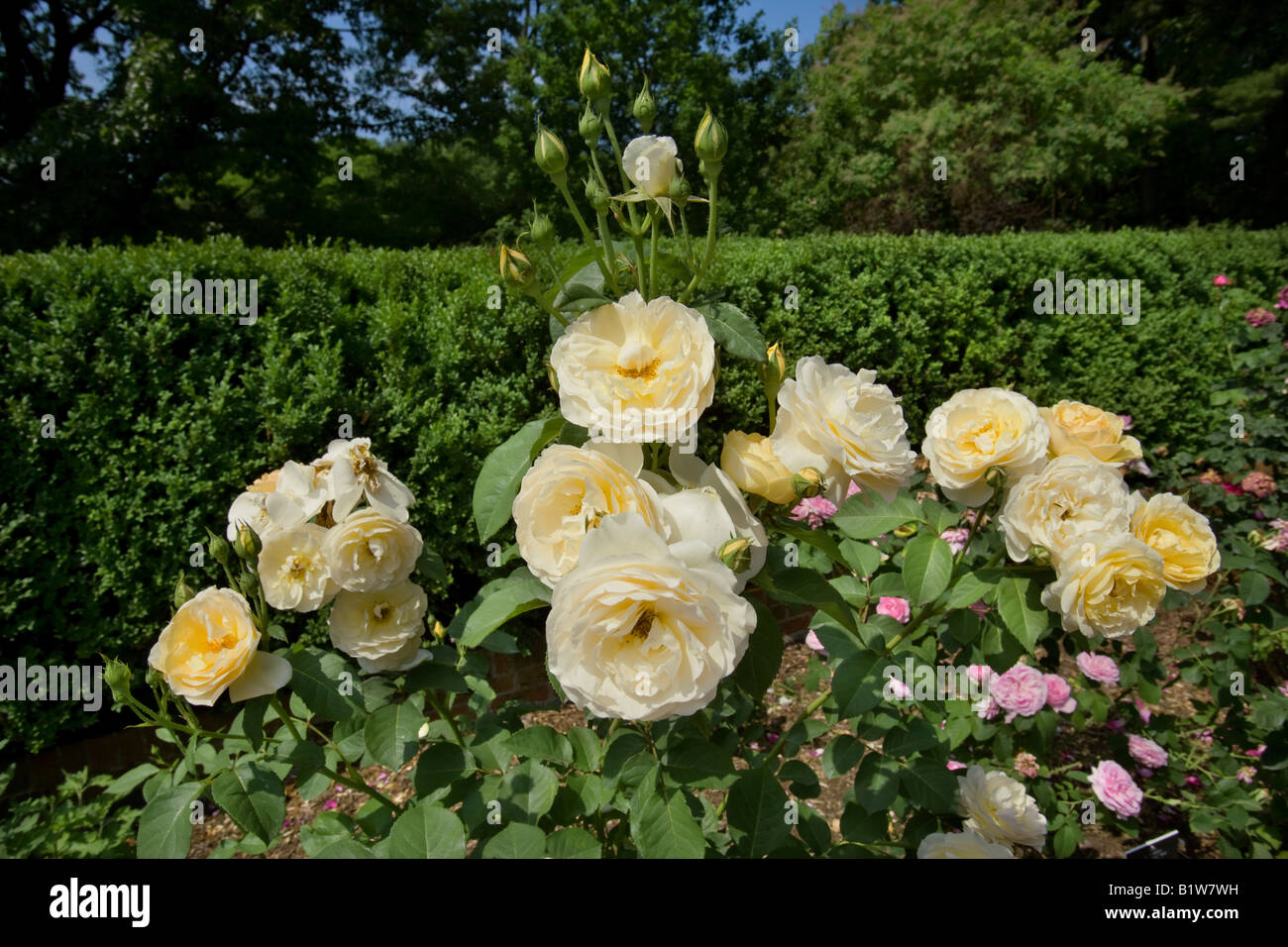 Thomas rose Banque de photographies et d’images à haute résolution - Alamy