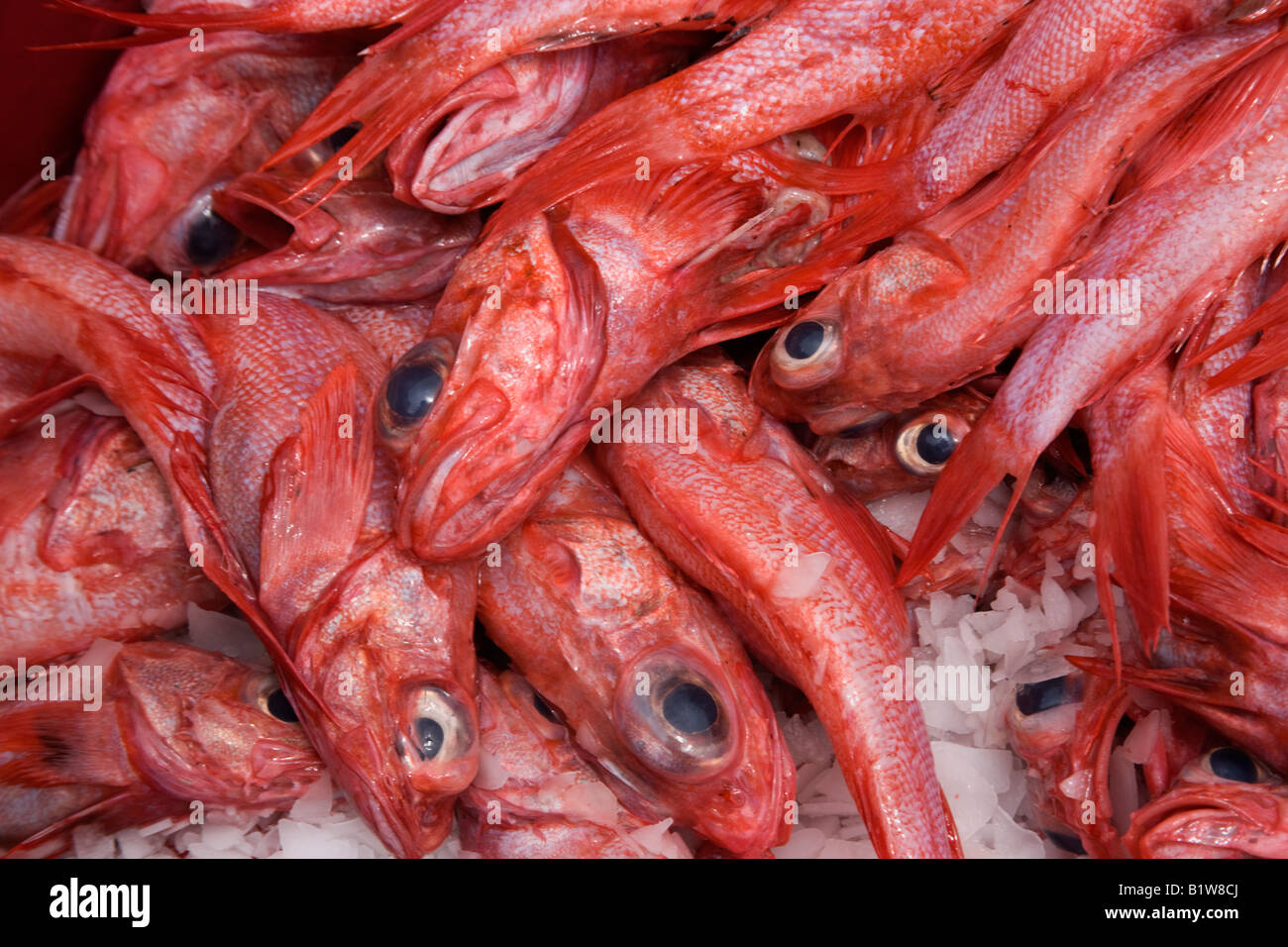 Poisson mangeable Banque de photographies et d’images à haute ...