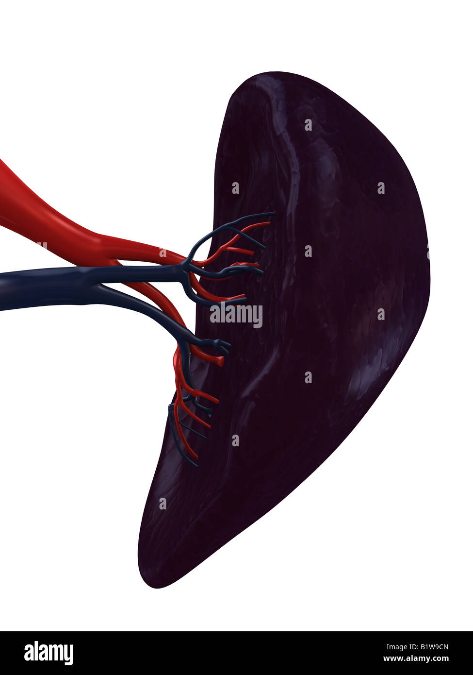 Rate humaine Banque de photographies et d’images à haute résolution - Alamy