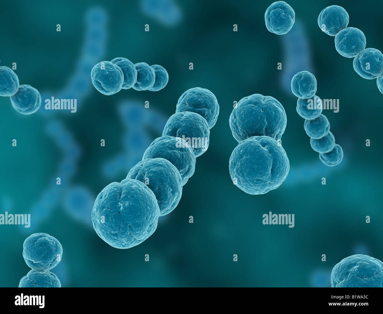 Bactérie streptocoque Banque de photographies et d’images à haute ...