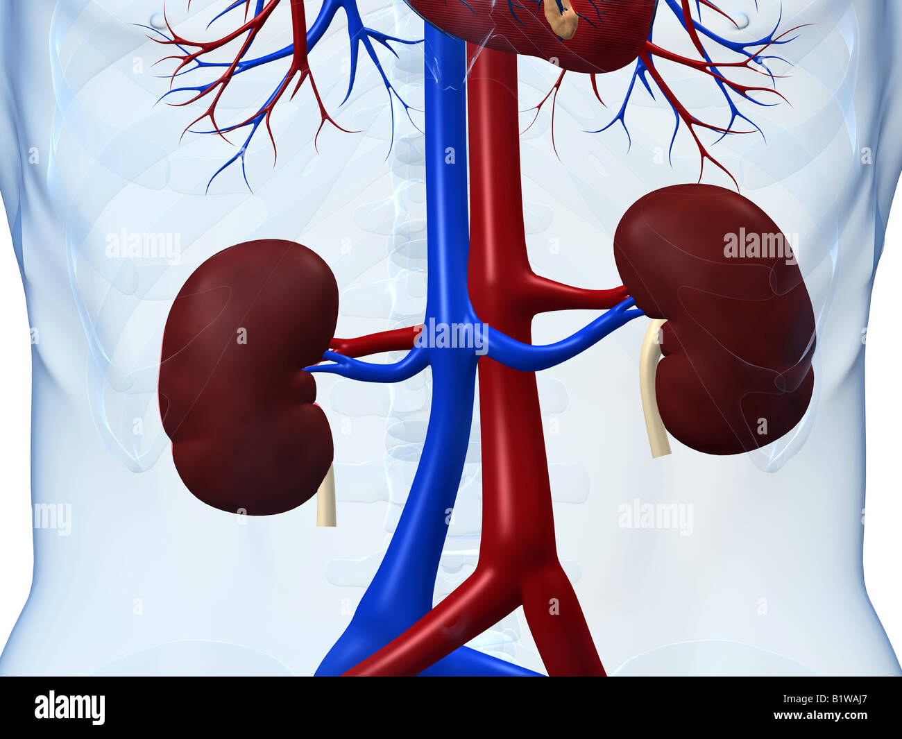Artère rénale Banque de photographies et d’images à haute résolution ...