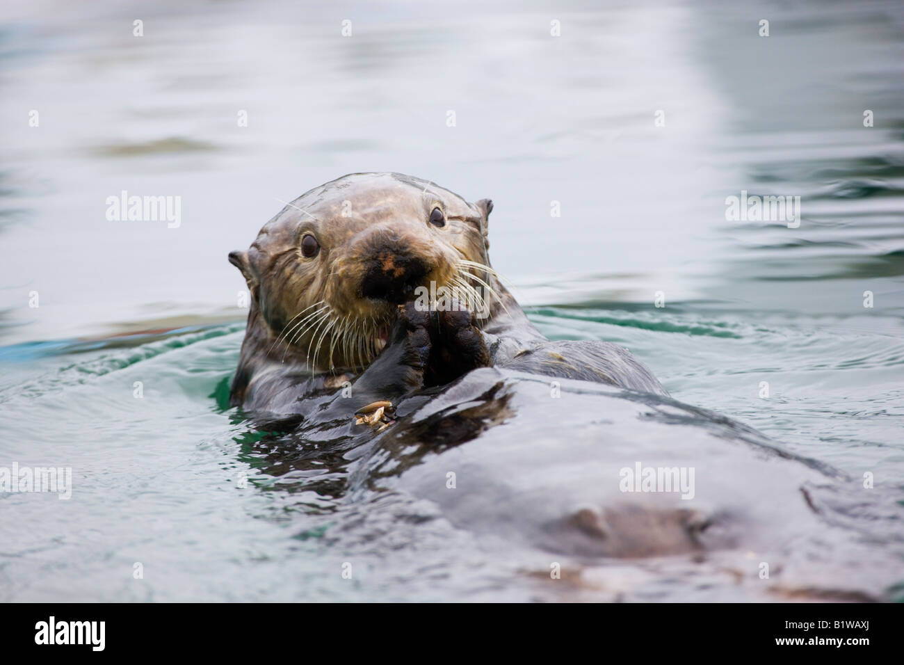 Loutre de mer Banque de photographies et d’images à haute résolution ...