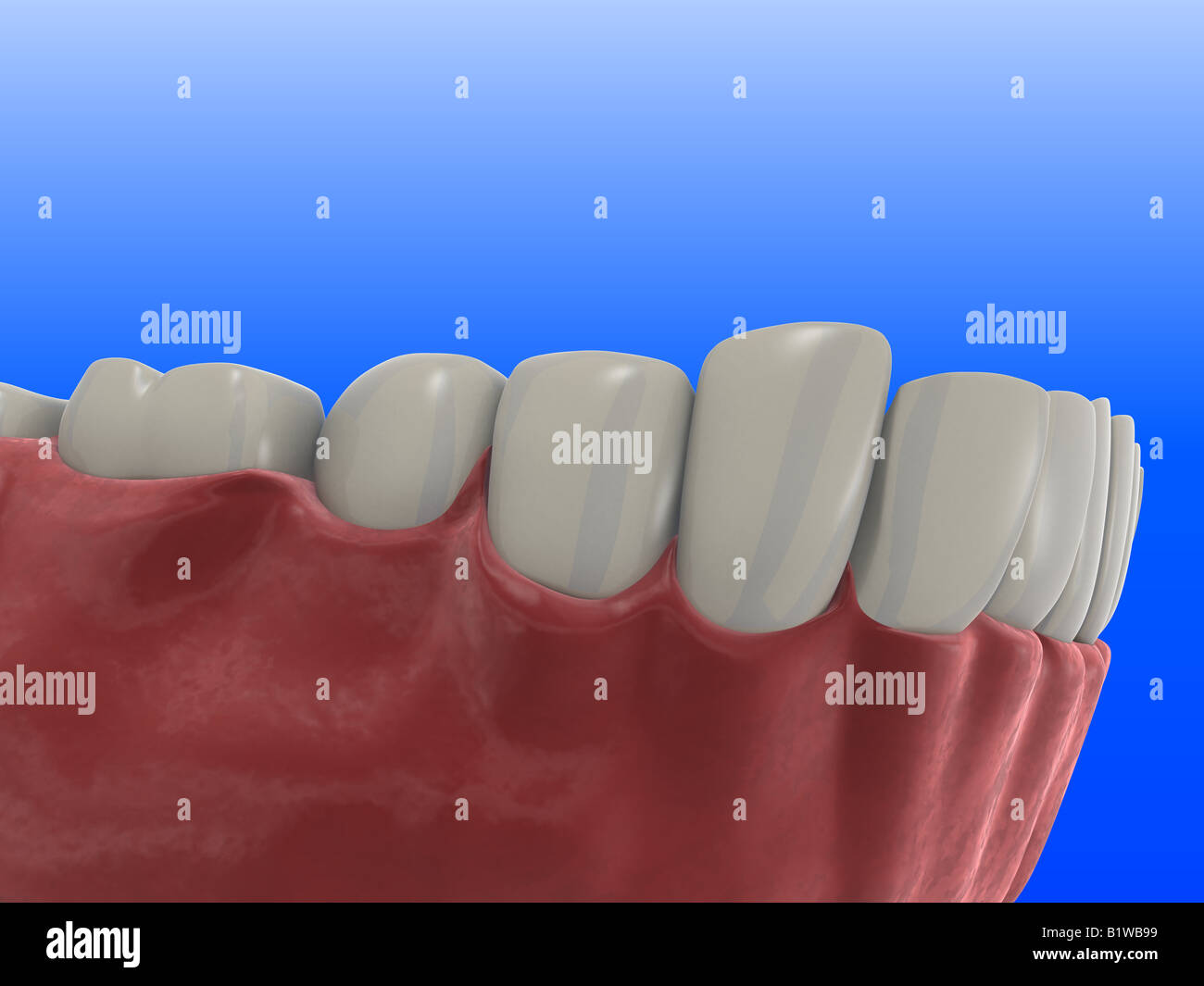 Dents humaines anatomie Banque de photographies et d’images à haute ...