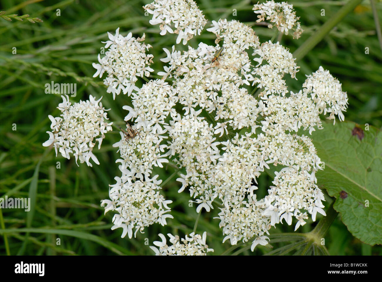 Berce Du Caucase Ou Berce Du Caucase Banque d'image et photos - Alamy