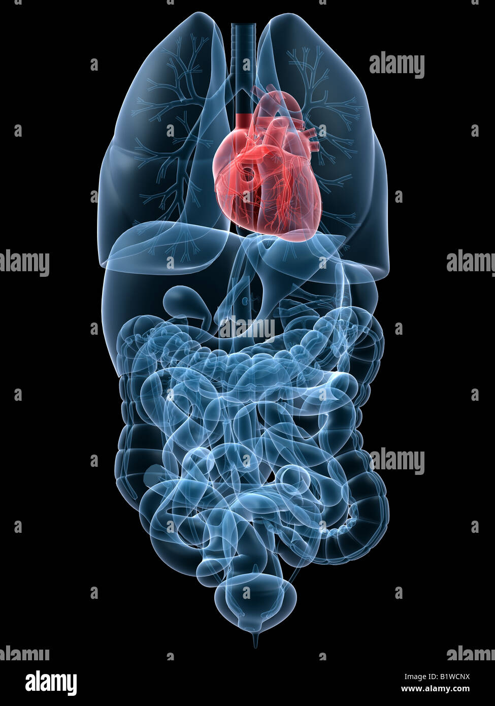 Un cancer du coeur Banque de photographies et d’images à haute ...