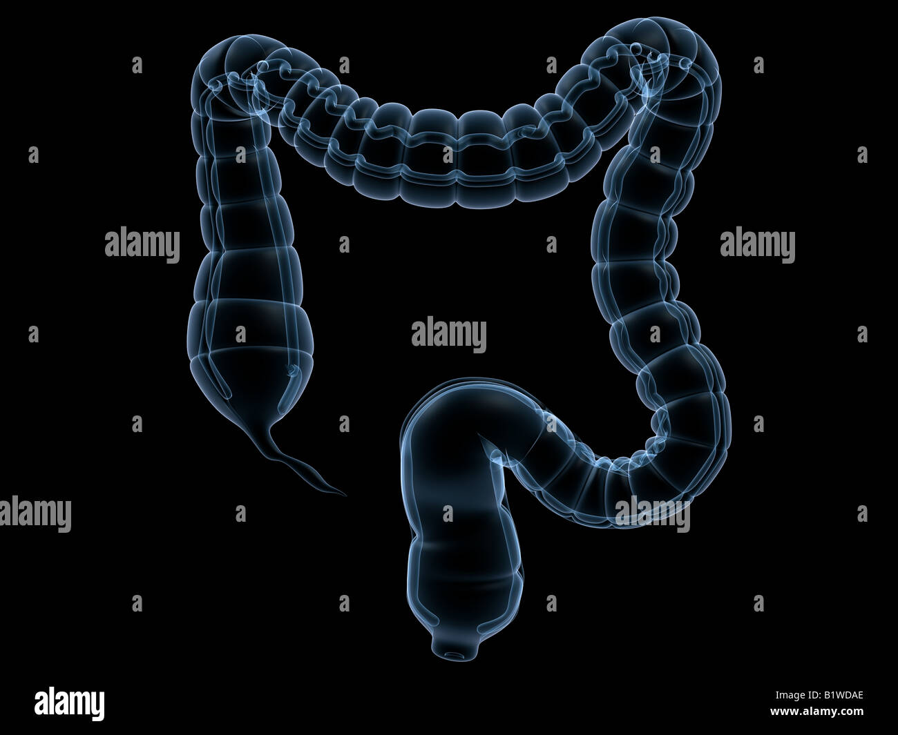 Colon humain Banque d'image et photos - Alamy