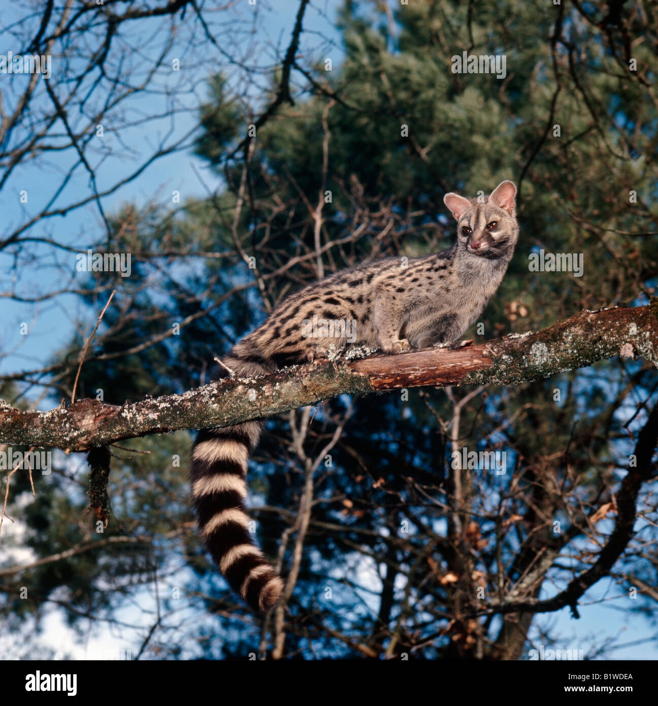 European genet genetta genetta genette Banque de photographies et d ...
