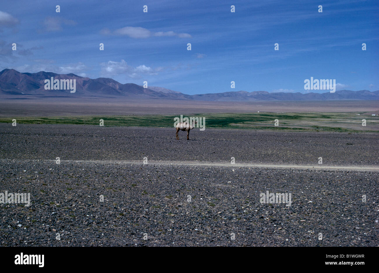 Gobi altai Banque de photographies et d’images à haute résolution - Alamy