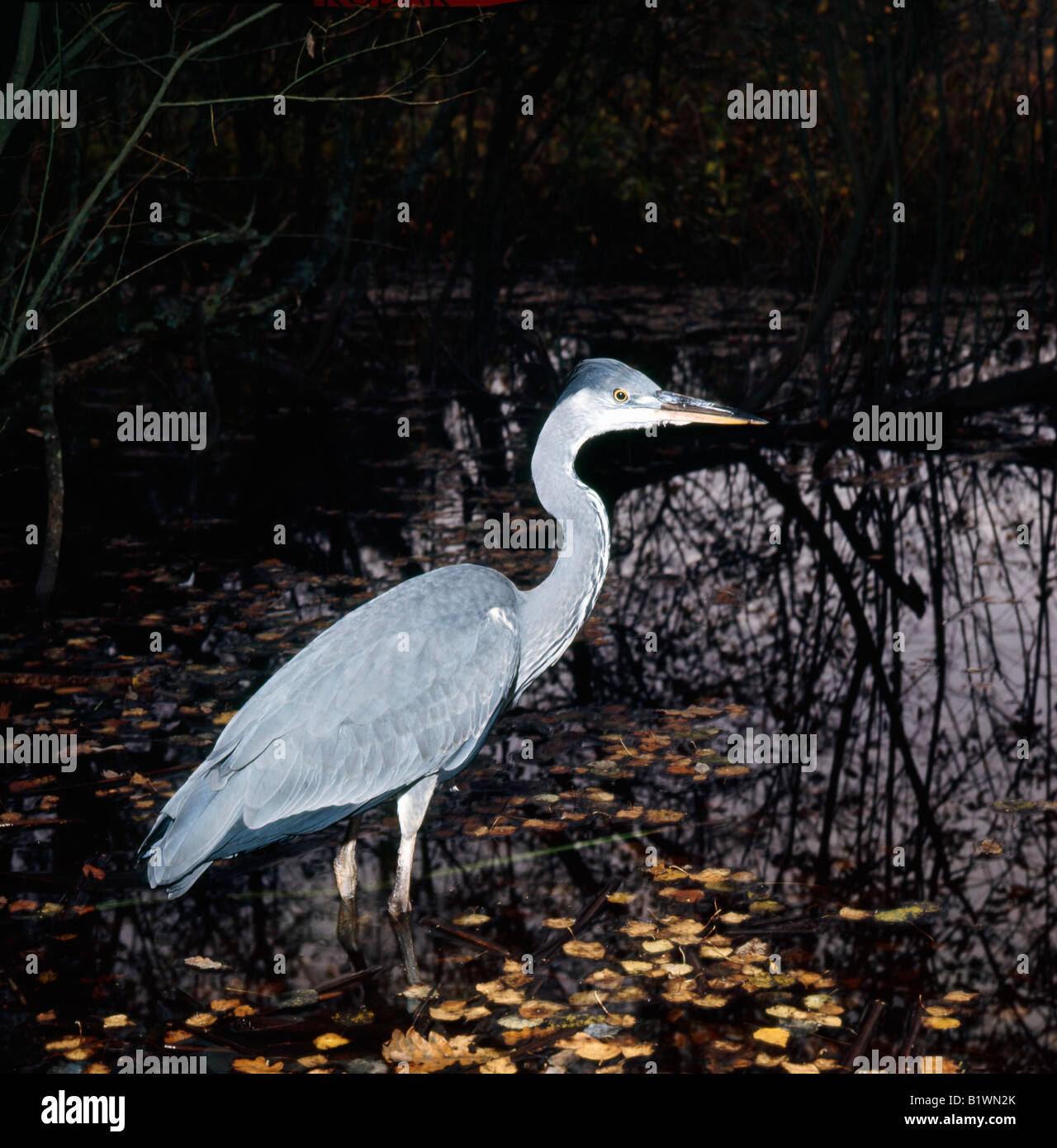 Héron cendré héron cendré Graureiher Ardea cinera animaux chasse ...