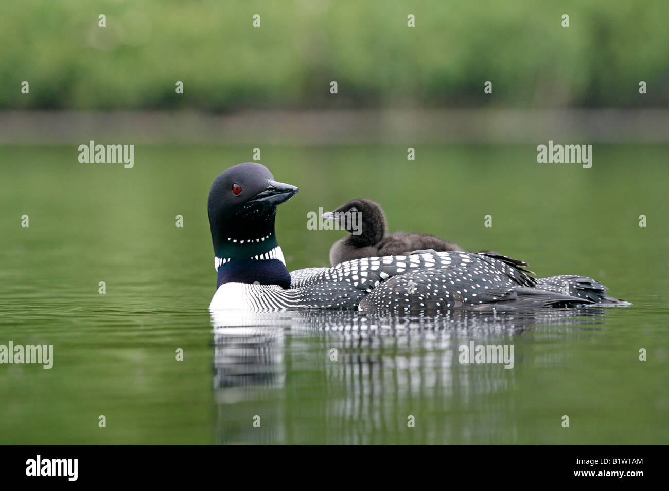 Plongeon huard immature ou immature Banque de photographies et d’images ...