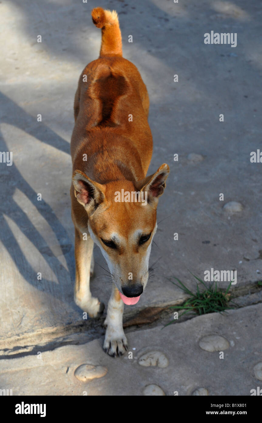 Choc dee thai Banque de photographies et d’images à haute résolution ...