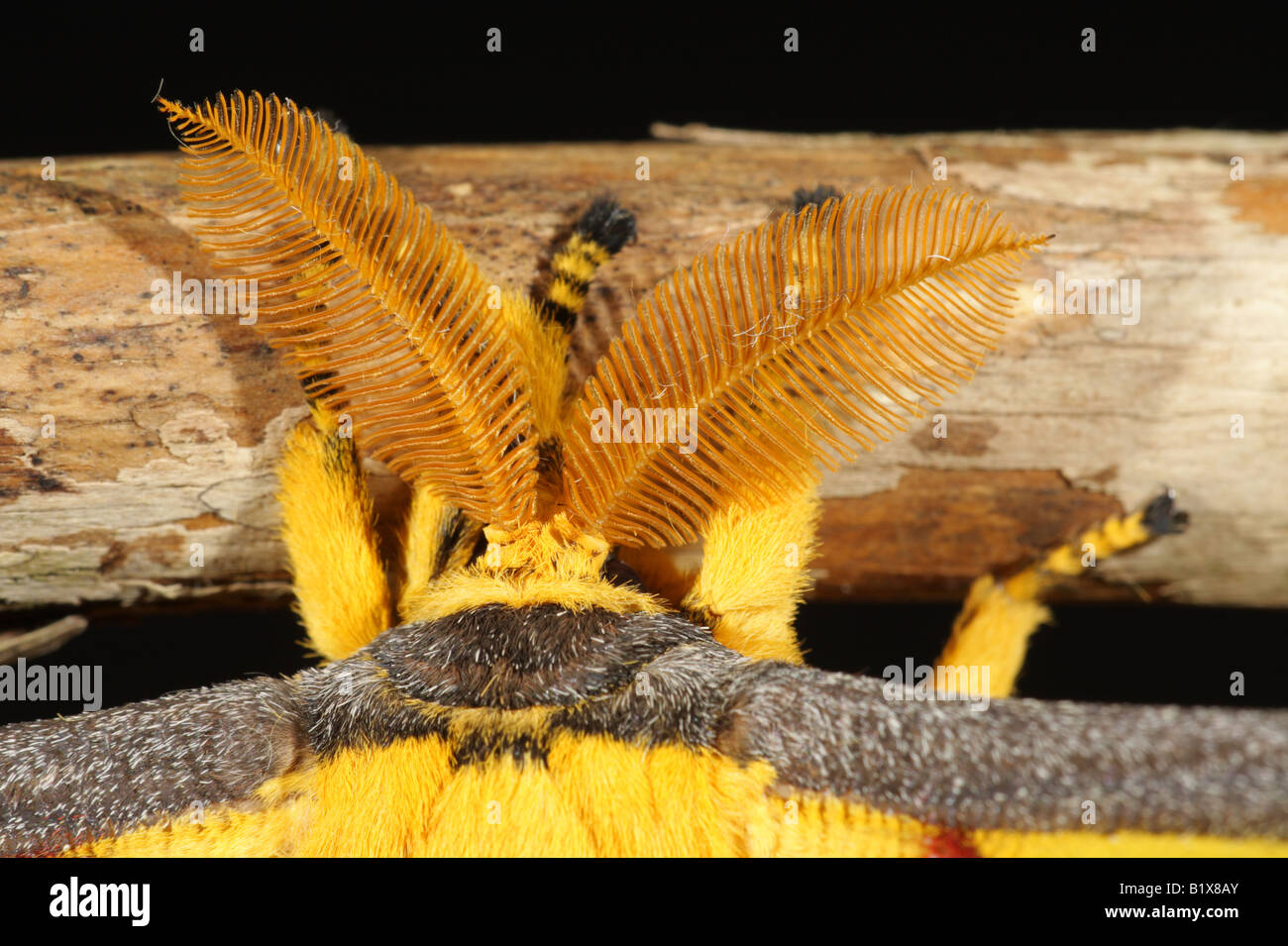Madagascan moon moth argema mittrei Banque de photographies et d’images ...
