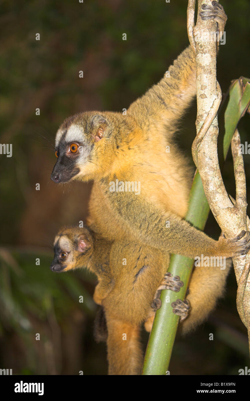 Lémurien brun Banque de photographies et d’images à haute résolution ...