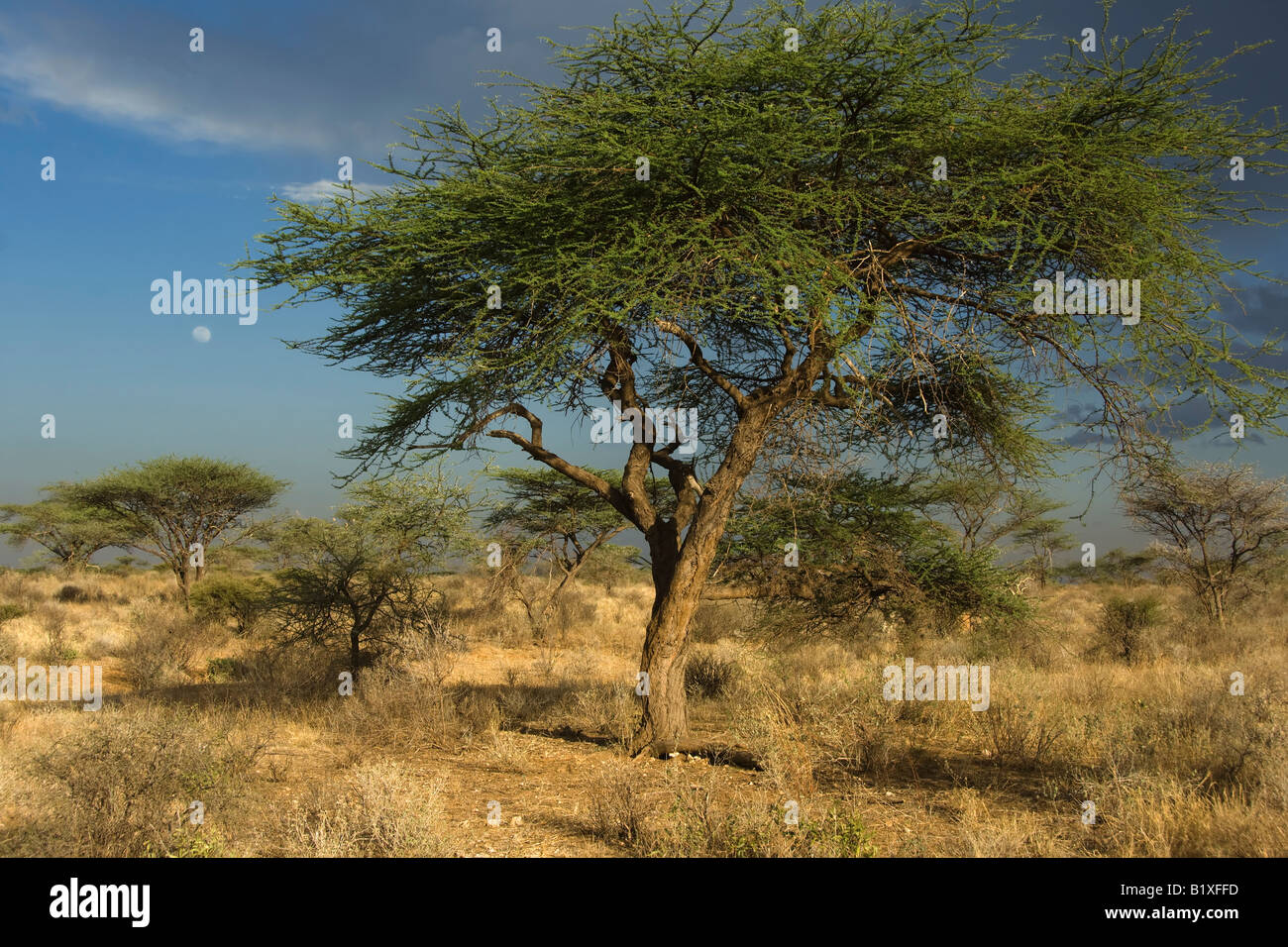 La savane des arbres Banque de photographies et d’images à haute ...