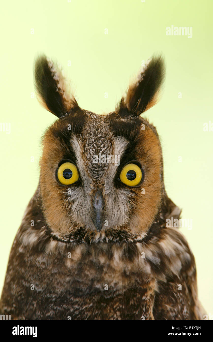 Hiboux typiques Banque de photographies et d’images à haute résolution ...