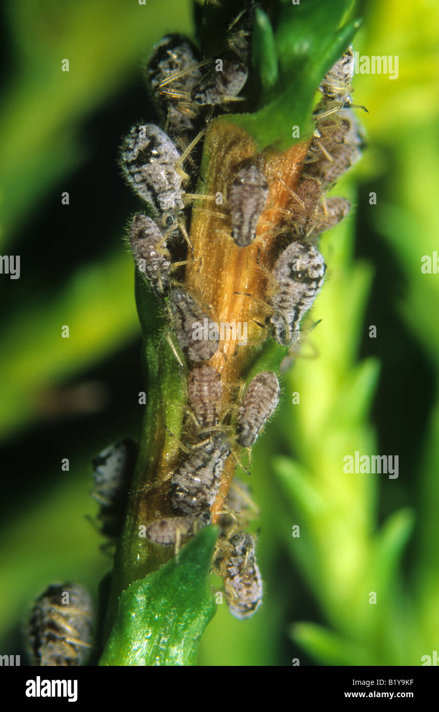 Cinara cupressi Banque de photographies et d’images à haute résolution ...