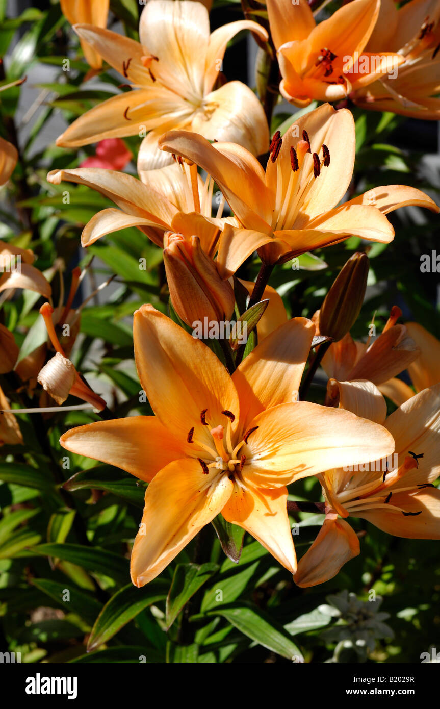 Lilium bulbiferum l subsp croceum chaix baker lilium Banque de ...