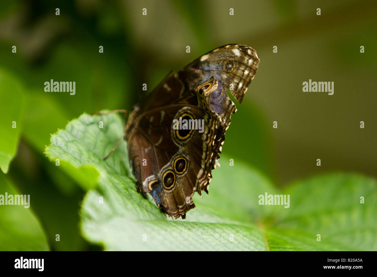 Morpho menelaus Banque de photographies et d’images à haute résolution ...