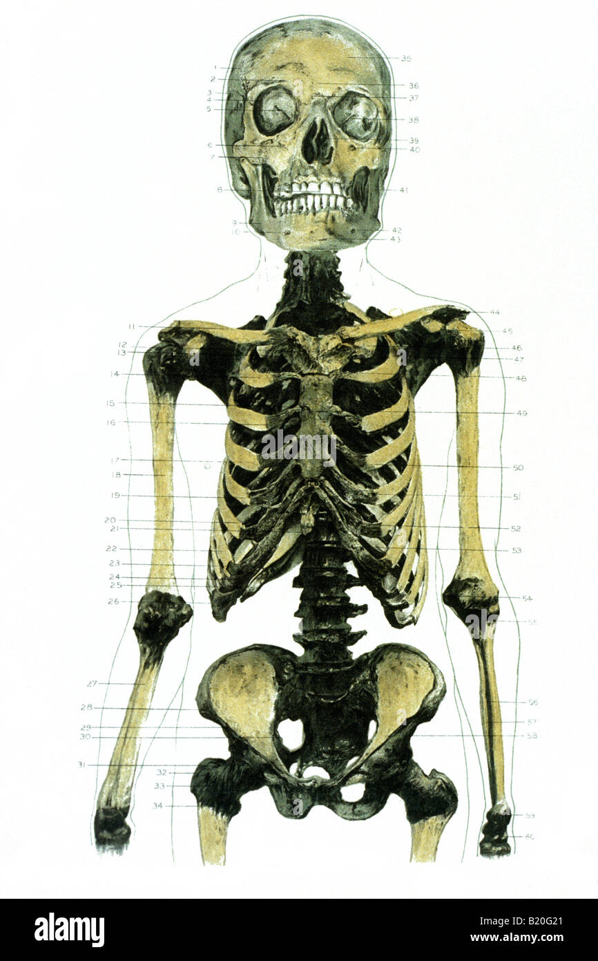 Squelette anatomie vue antérieure Banque de photographies et d’images à ...