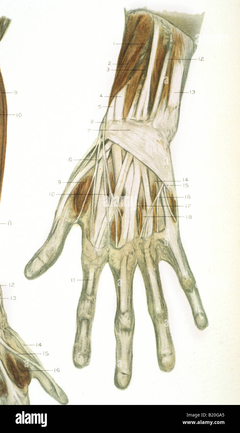 ILLUSTRATION DE LA DISSECTION DES TENDONS LE DOS DE LA MAIN Photo Stock ...