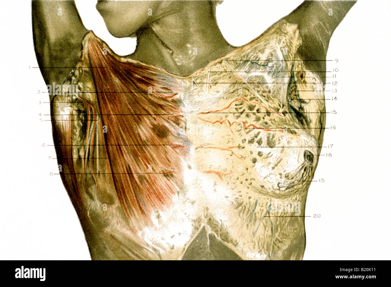 Glandes pectorales Banque de photographies et d’images à haute ...