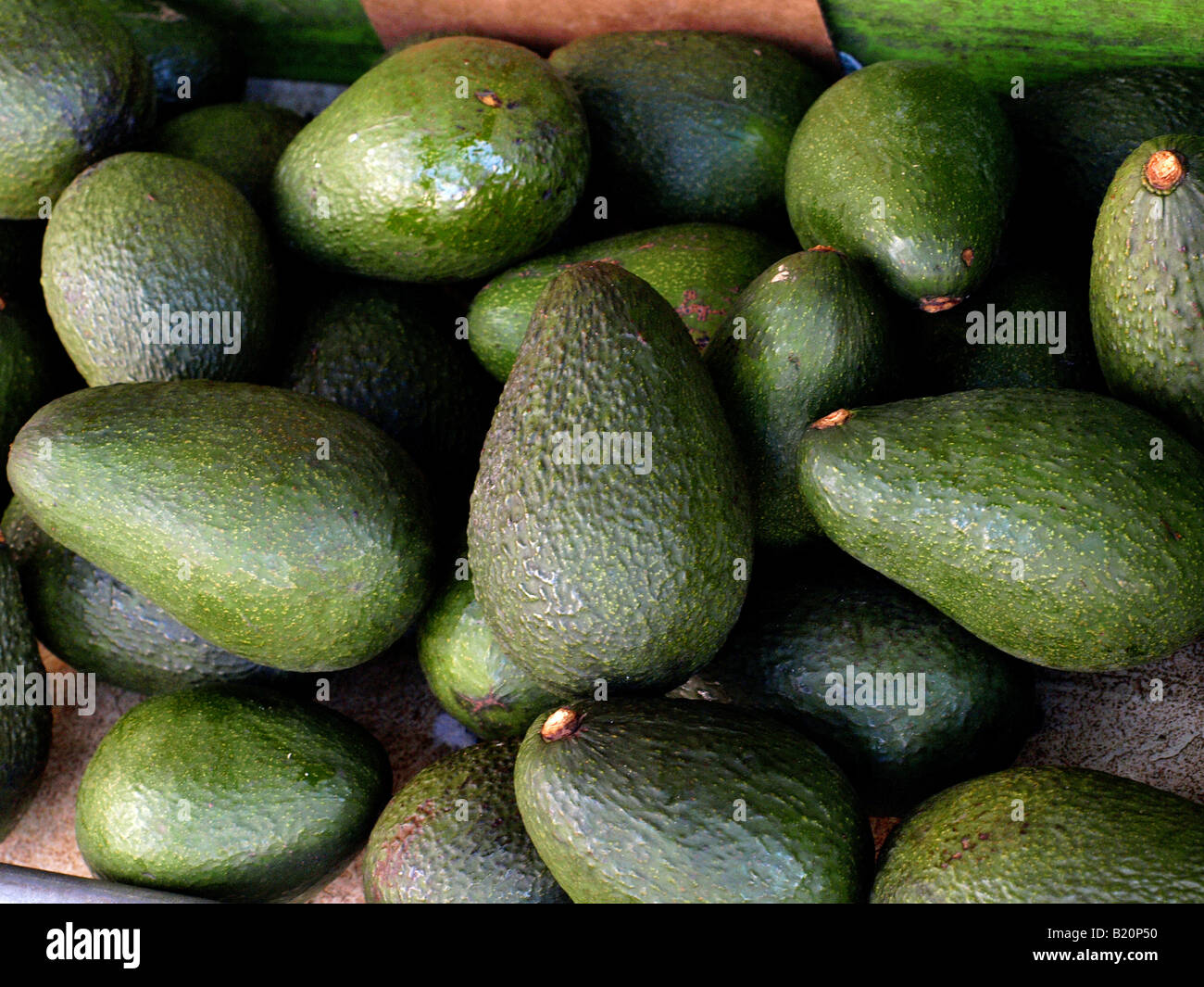 Fruit d'avocat Banque de photographies et d’images à haute résolution ...