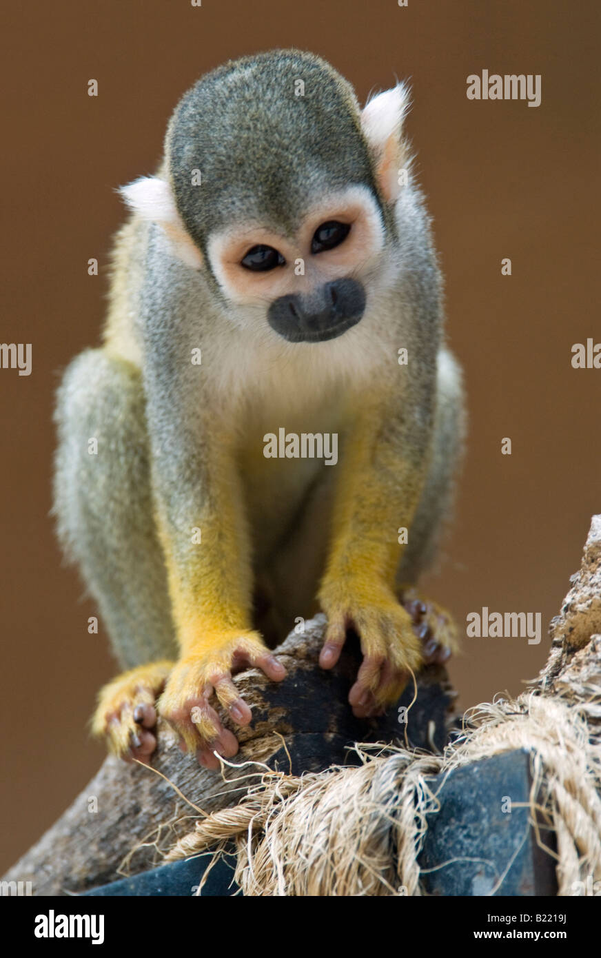 Le Saimiri sciureus singe-écureuil commun est originaire d'Amérique du ...