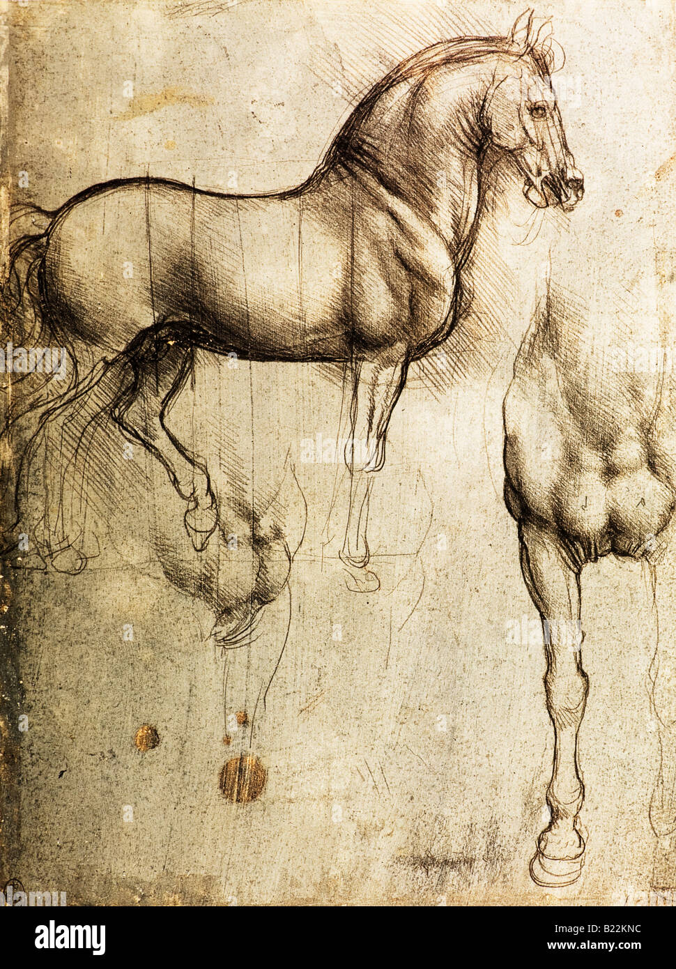 Cheval Lonard De Vinci